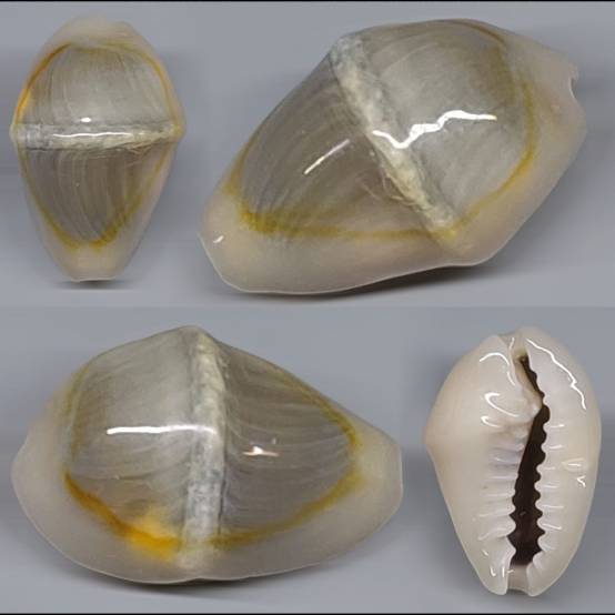 shellauction.net :: Monetaria annulus - 3692947