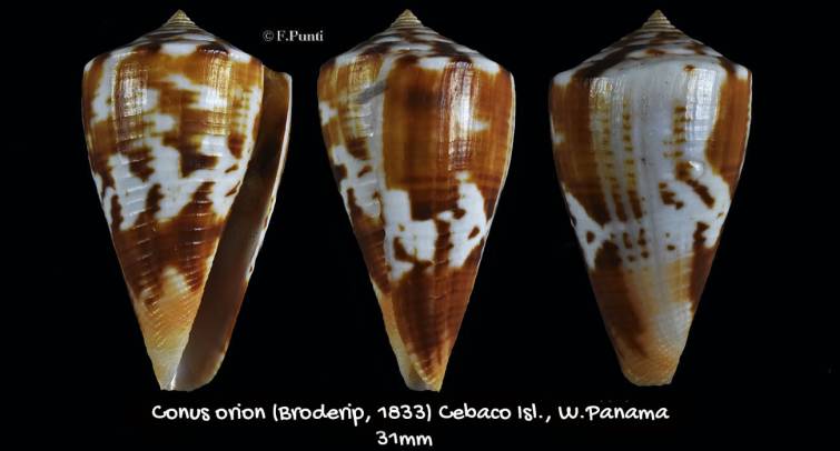 shellauction.net :: Conus orion - 3693124