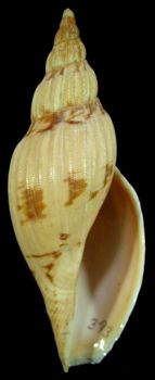 shellauction.net :: Fulgoraria mentiens - 3693166