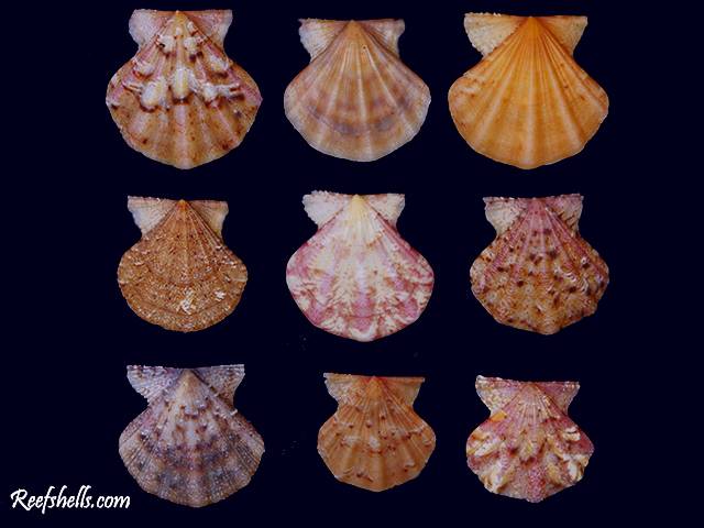 shellauction.net :: Flexopecten flexuosa - 3693178