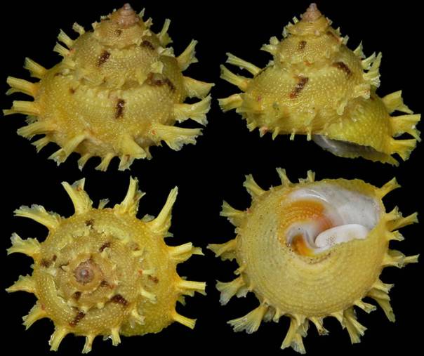 shellauction.net :: Bolma girgyllus - 3693275