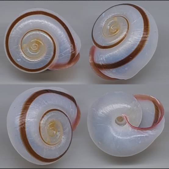 shellauction.net :: Planispira torticollis - 3693466