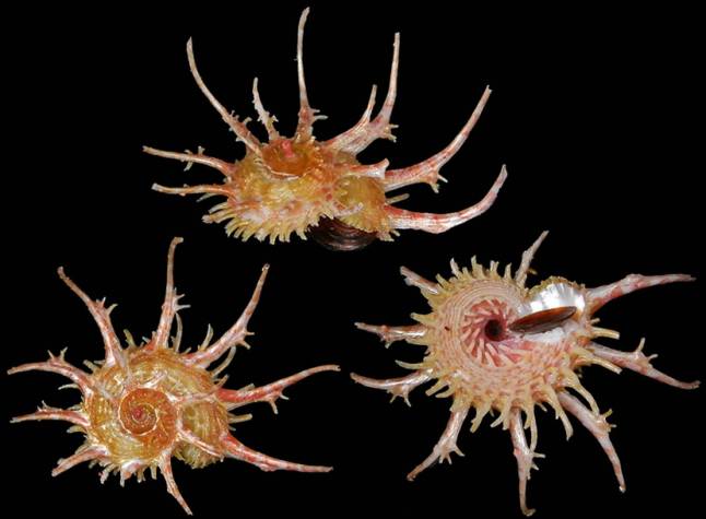 shellauction.net :: Angaria vicdani - 3693483