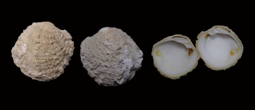 shellauction.net :: Samarangia quadrangularis - 3693532