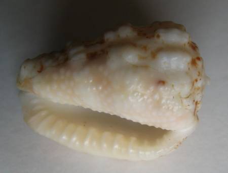 shellauction.net :: Morum purpureum - 3693557