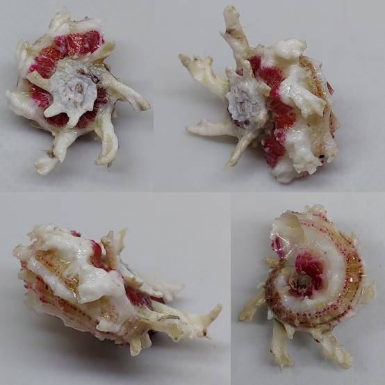 shellauction.net :: Angaria formosa - 3693613