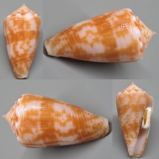 shellauction.net :: Conus alexandrei - 3693736