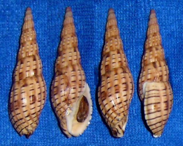 shellauction.net :: Lyria patbaili - 3693787