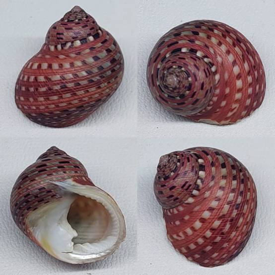 shellauction.net :: Monodonta labio - 3693799