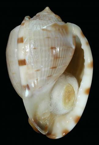 shellauction.net :: Cassis fimbriata - 3693859