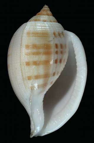 shellauction.net :: Sconsia lindae - 3693871