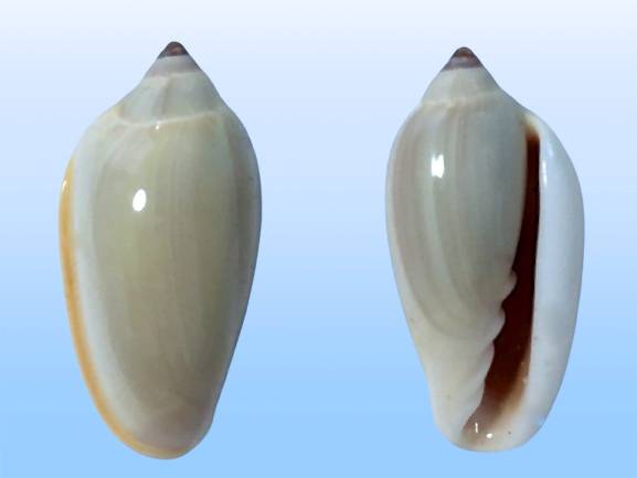 shellauction.net :: Prunum sapotilla - 3693877