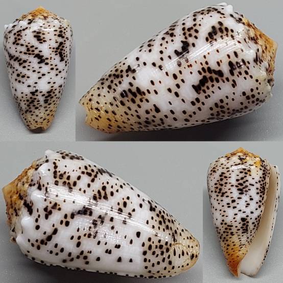 shellauction.net :: Conus arenatus - 3693913