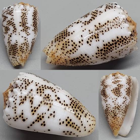 shellauction.net :: Conus arenatus - 3693918