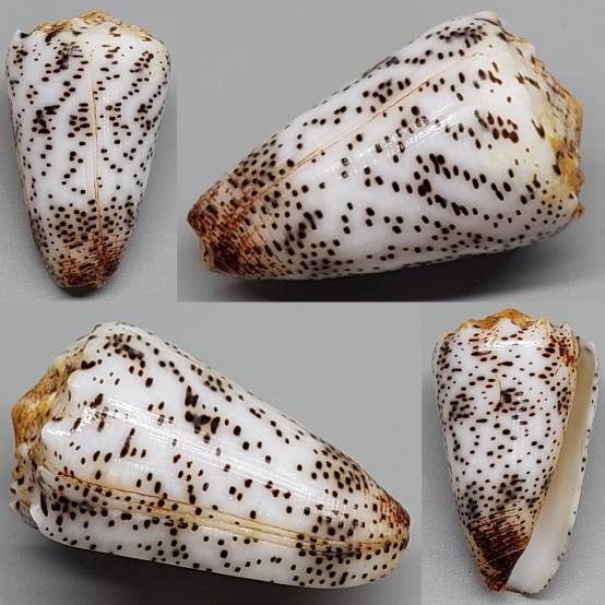 shellauction.net :: Conus arenatus - 3693925