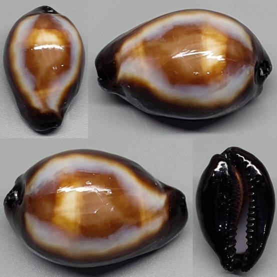 shellauction.net :: Erronea onyx - 3694017