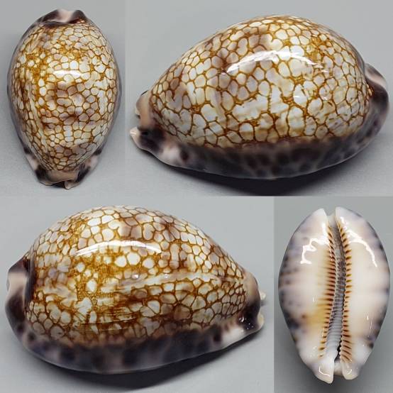 shellauction.net :: Mauritia histrio - 3694035