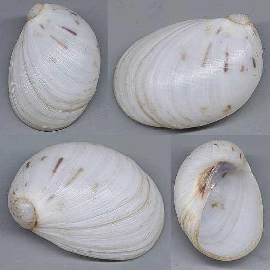 shellauction.net :: Mammilla sebae - 3694041