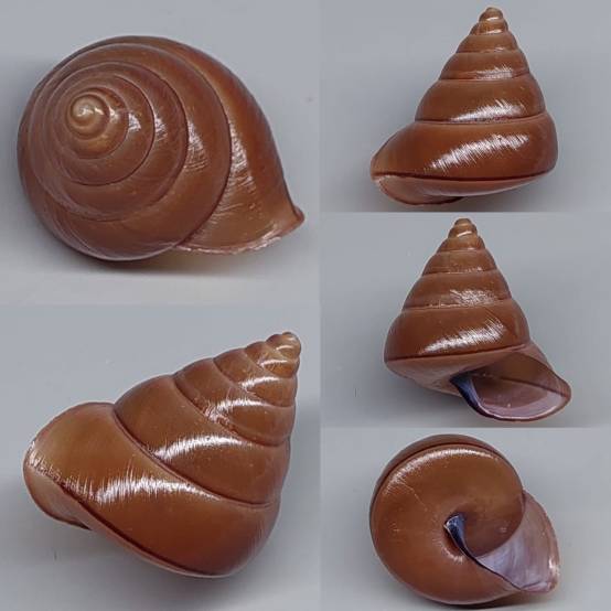 shellauction.net :: Papuina blainvillei - 3694083