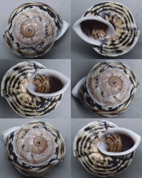 shellauction.net :: Papuina sp. - 3694107