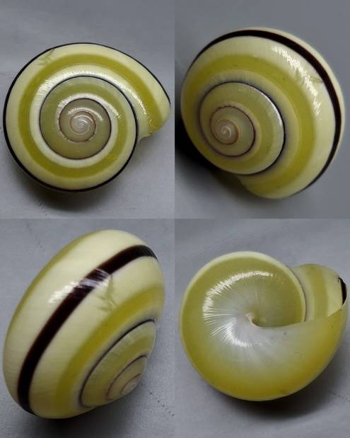 shellauction.net :: Xesta citrina - 3694129