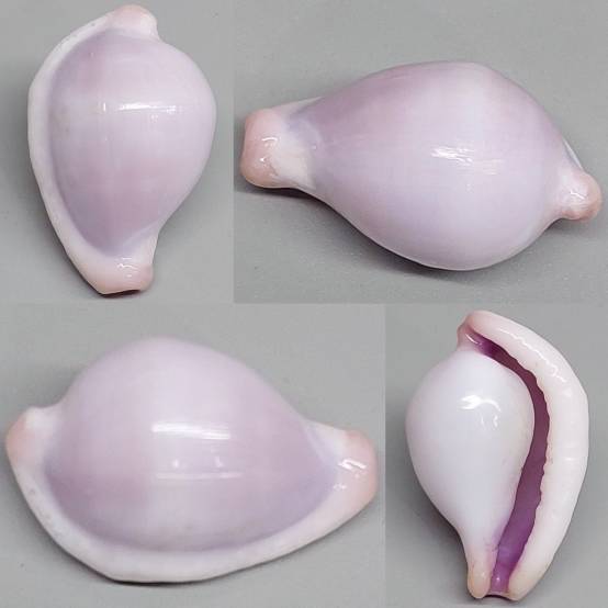 shellauction.net :: Ovula ovum - 3694170