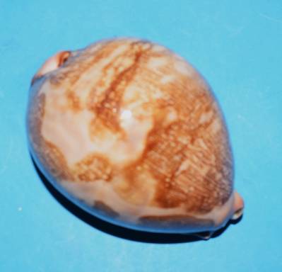 shellauction.net :: Leporicypraea mappa mappa - 3694384