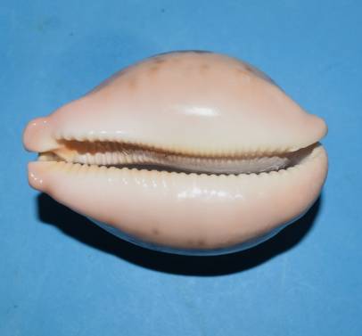 shellauction.net :: Leporicypraea mappa mappa - 3694384