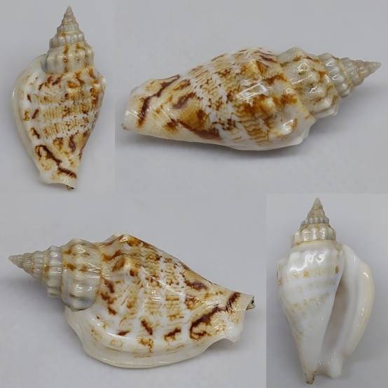 shellauction.net :: Ministrombus variabilis - 3694487