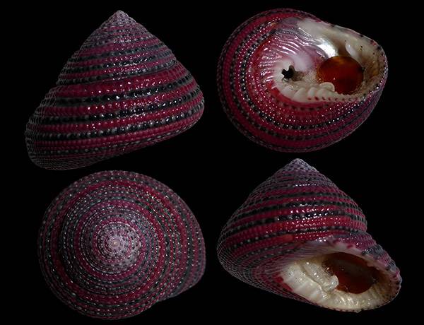 shellauction.net :: Clanculus pharaonius - 3694517