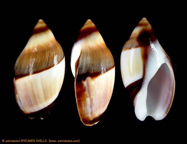 shellauction.net :: Amalda optima - 3694570