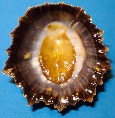 shellauction.net :: Cymbula oculus - 3694643