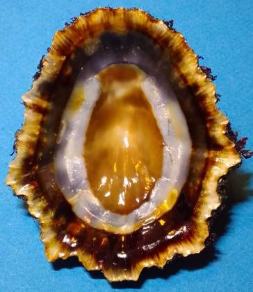 shellauction.net :: Cymbula oculus - 3694645