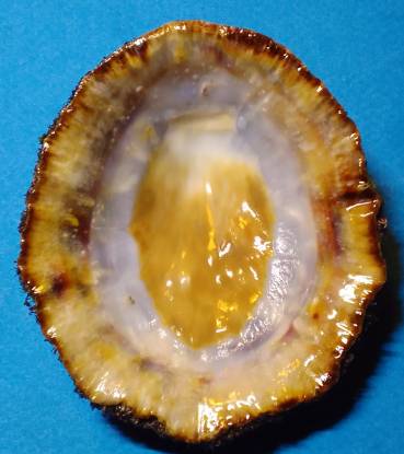 shellauction.net :: Cymbula oculus - 3694646