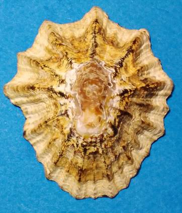 shellauction.net :: Cymbula oculus - 3694647