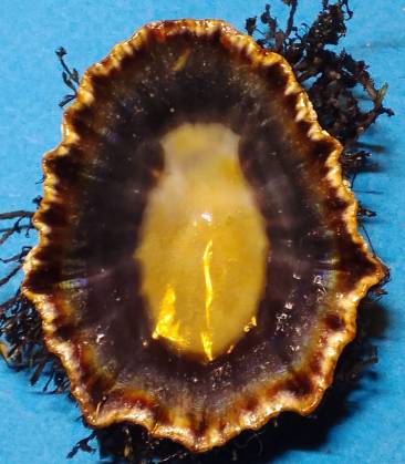 shellauction.net :: Cymbula oculus - 3694648