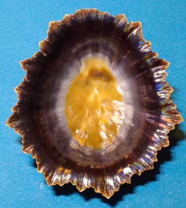 shellauction.net :: Cymbula oculus - 3694654