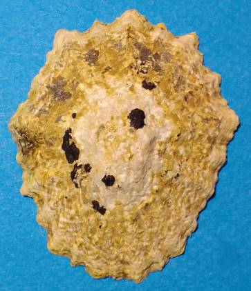 shellauction.net :: Cymbula oculus - 3694658