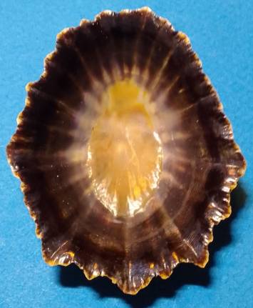 shellauction.net :: Cymbula oculus - 3694658