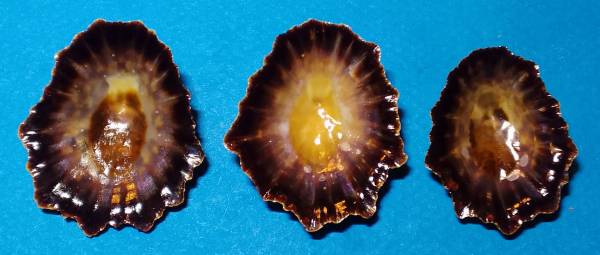 shellauction.net :: Cymbula oculus - 3694659