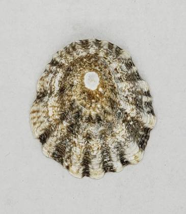 shellauction.net :: Scurria viridula - 3694727