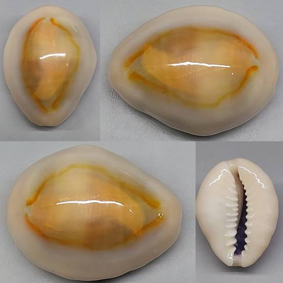 shellauction.net :: Monetaria annulus - 3694749