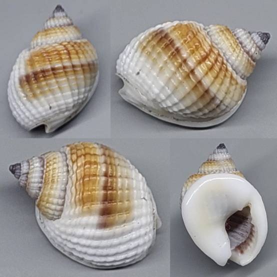 shellauction.net :: Nassarius globosus - 3694822