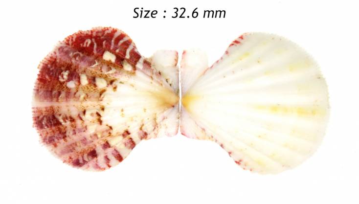 shellauction.net :: Bractechlamys oweni - 3694834