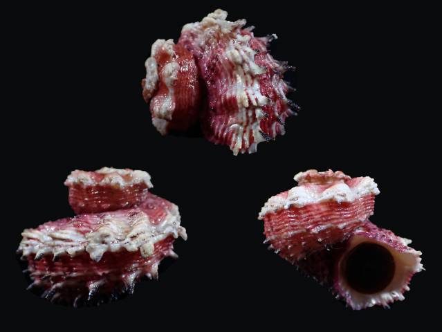 shellauction.net :: Angaria sp. - 3694839