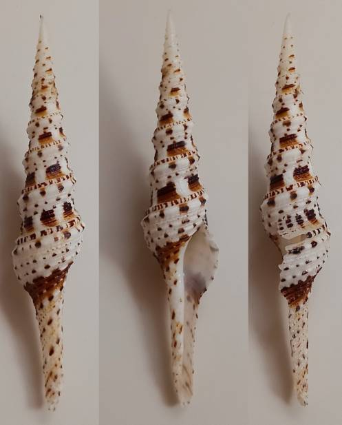 shellauction.net :: Turris garnonsii - 3694954