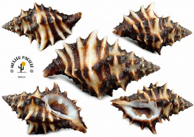 shellauction.net :: Zetecopsis zeteki - 3695025