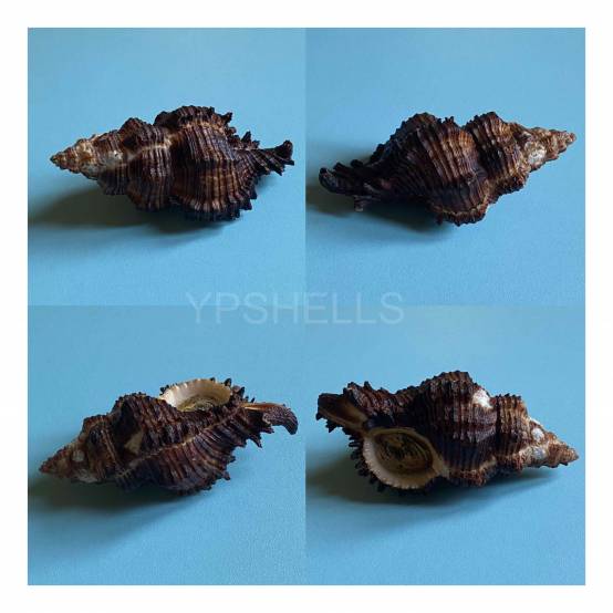 shellauction.net :: Chicoreus torrefactus - 3695041