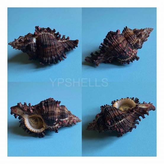 shellauction.net :: Chicoreus torrefactus - 3695050