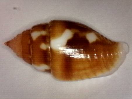 shellauction.net :: Mitrella species - 3695140